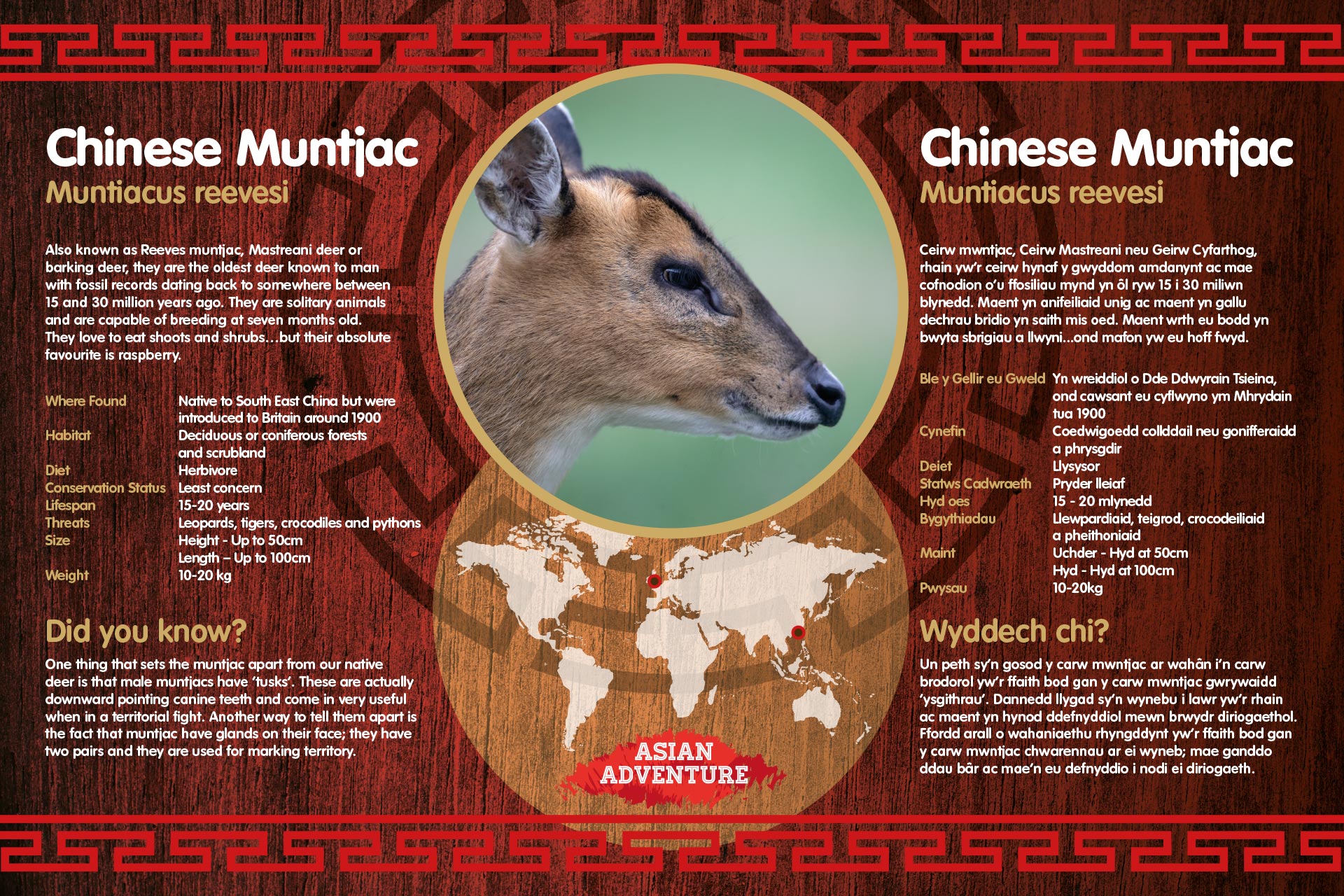 Asian Adventure, Folly Farm | Hu Studio
